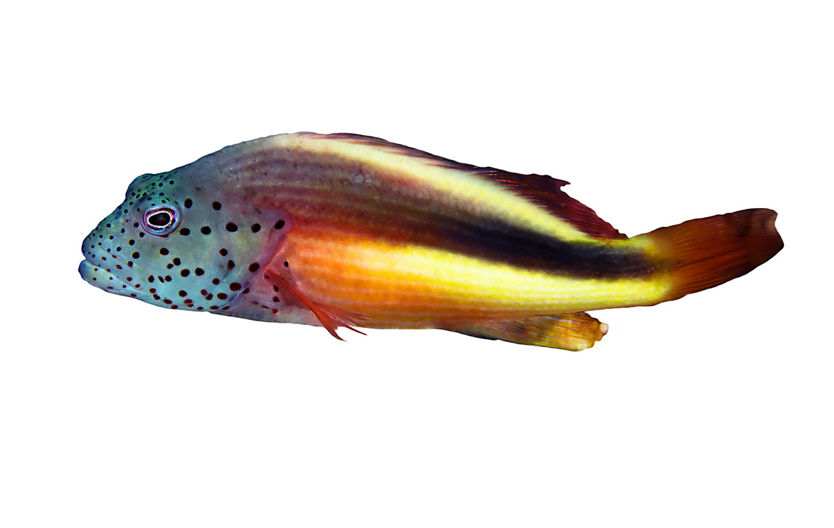 Hawkfish - Hobbyist & Retailers | Piscine Energetics