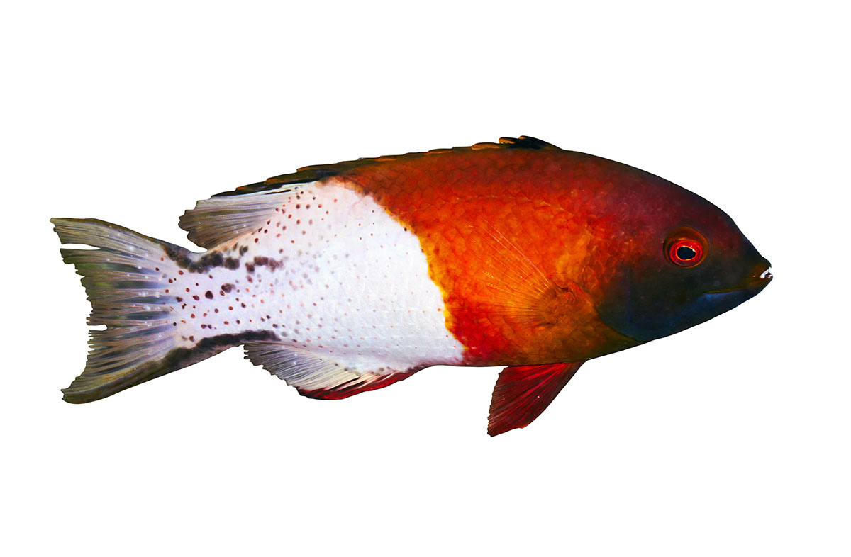 Hogfish - Hobbyist & Retailers | Piscine Energetics