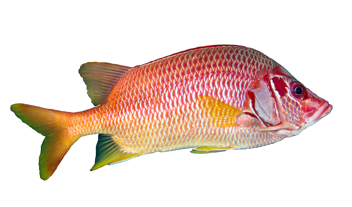 Squirrelfish 660+ Squirrel Fish Stock Photos, Pictures & Royalty Free